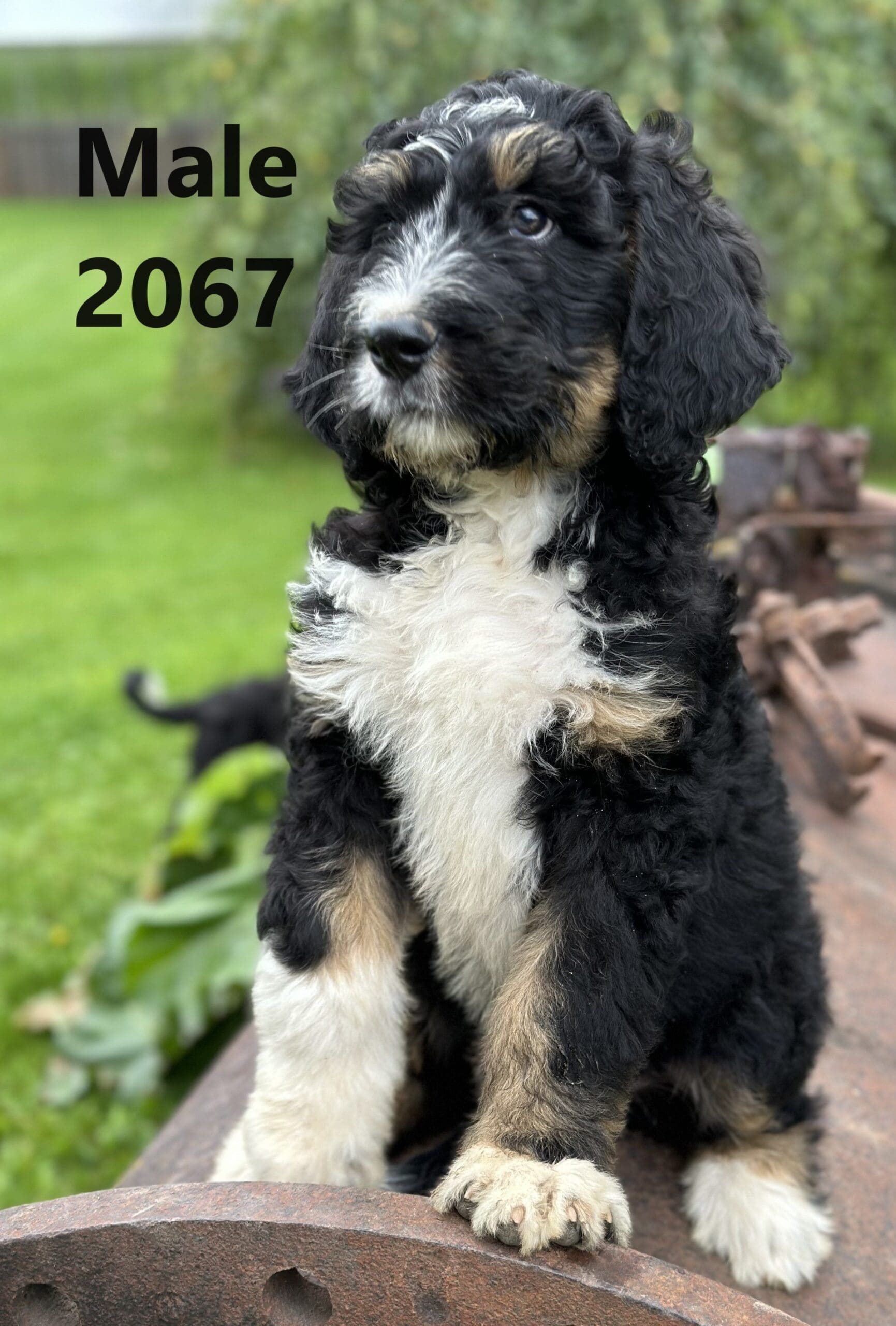 Available Puppies | Valhalla Mountain Kennels