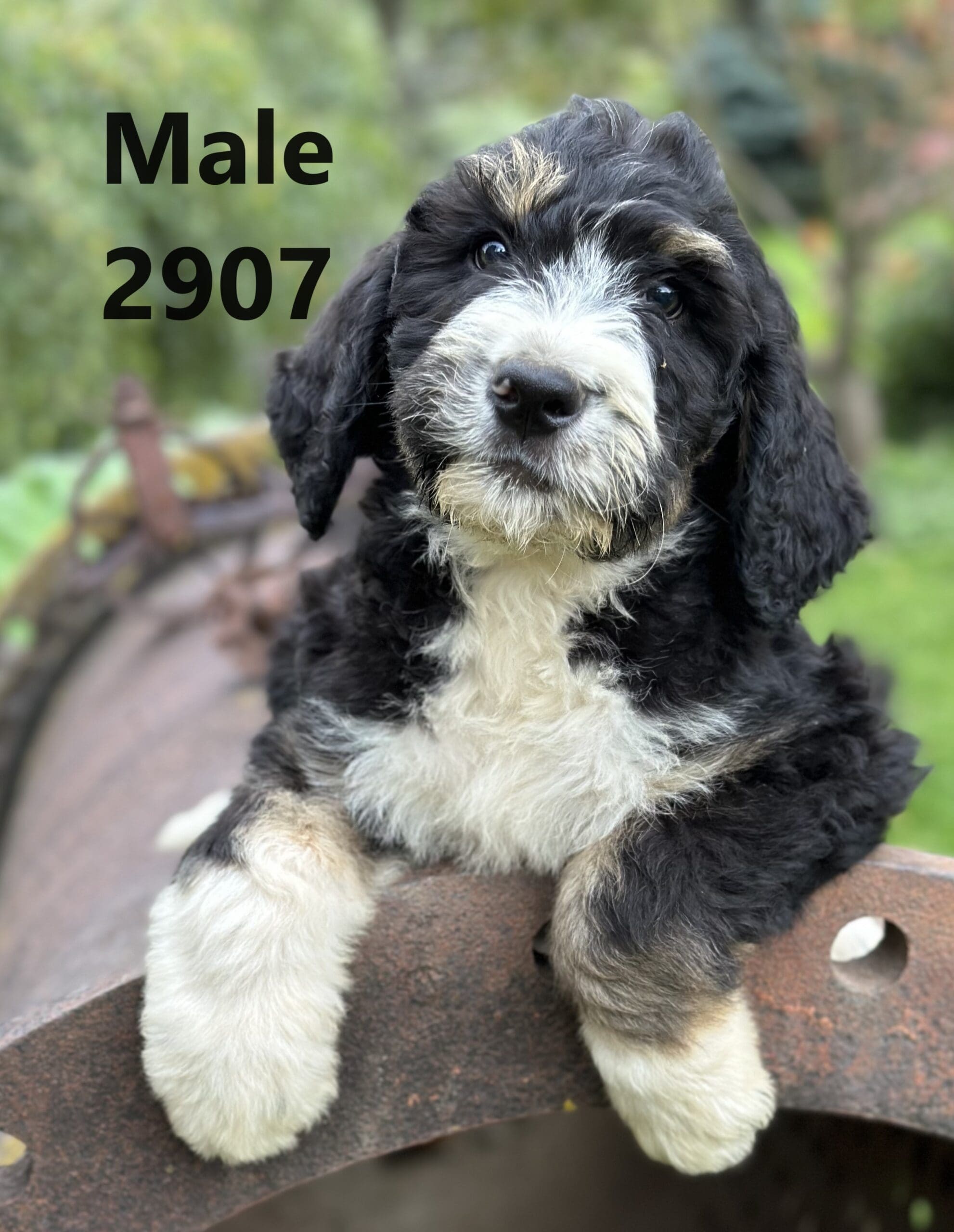 Available Puppies | Valhalla Mountain Kennels