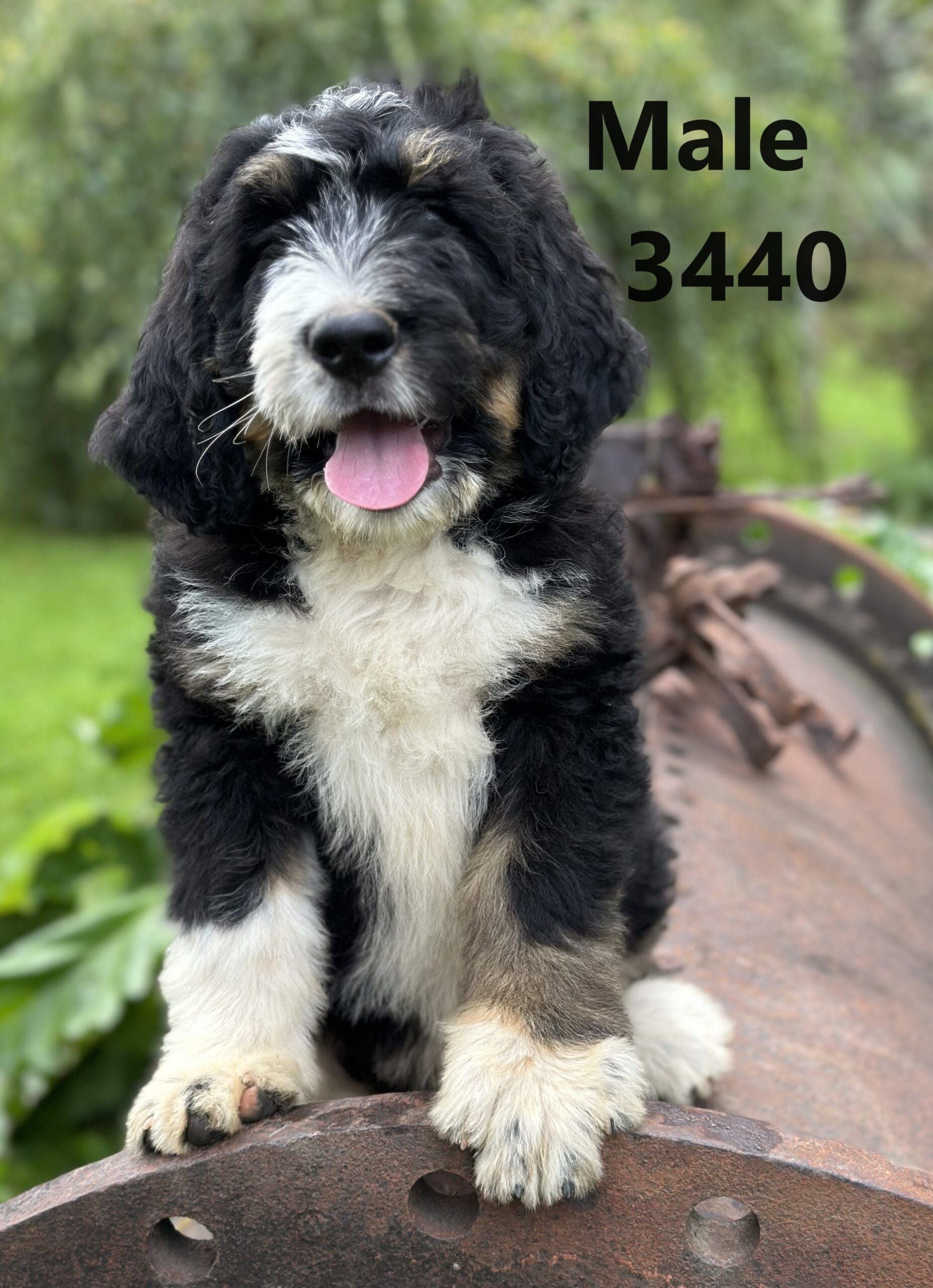 Available Puppies | Valhalla Mountain Kennels