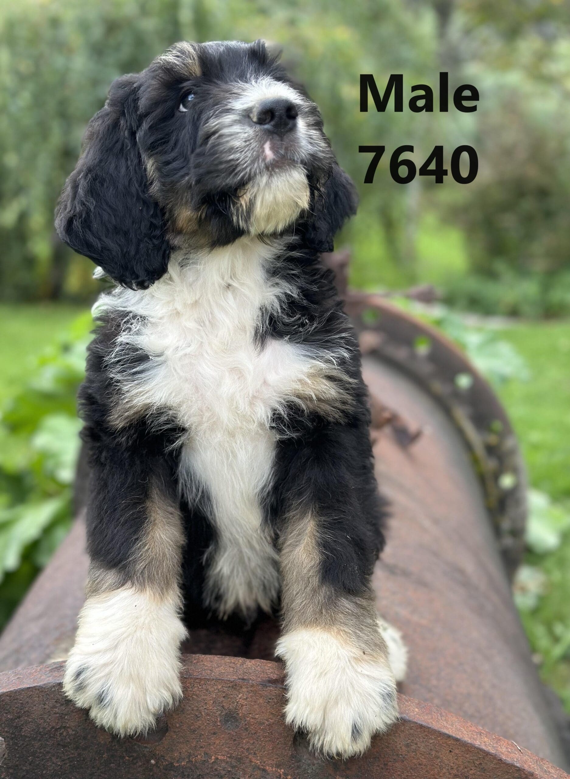 Available Puppies | Valhalla Mountain Kennels