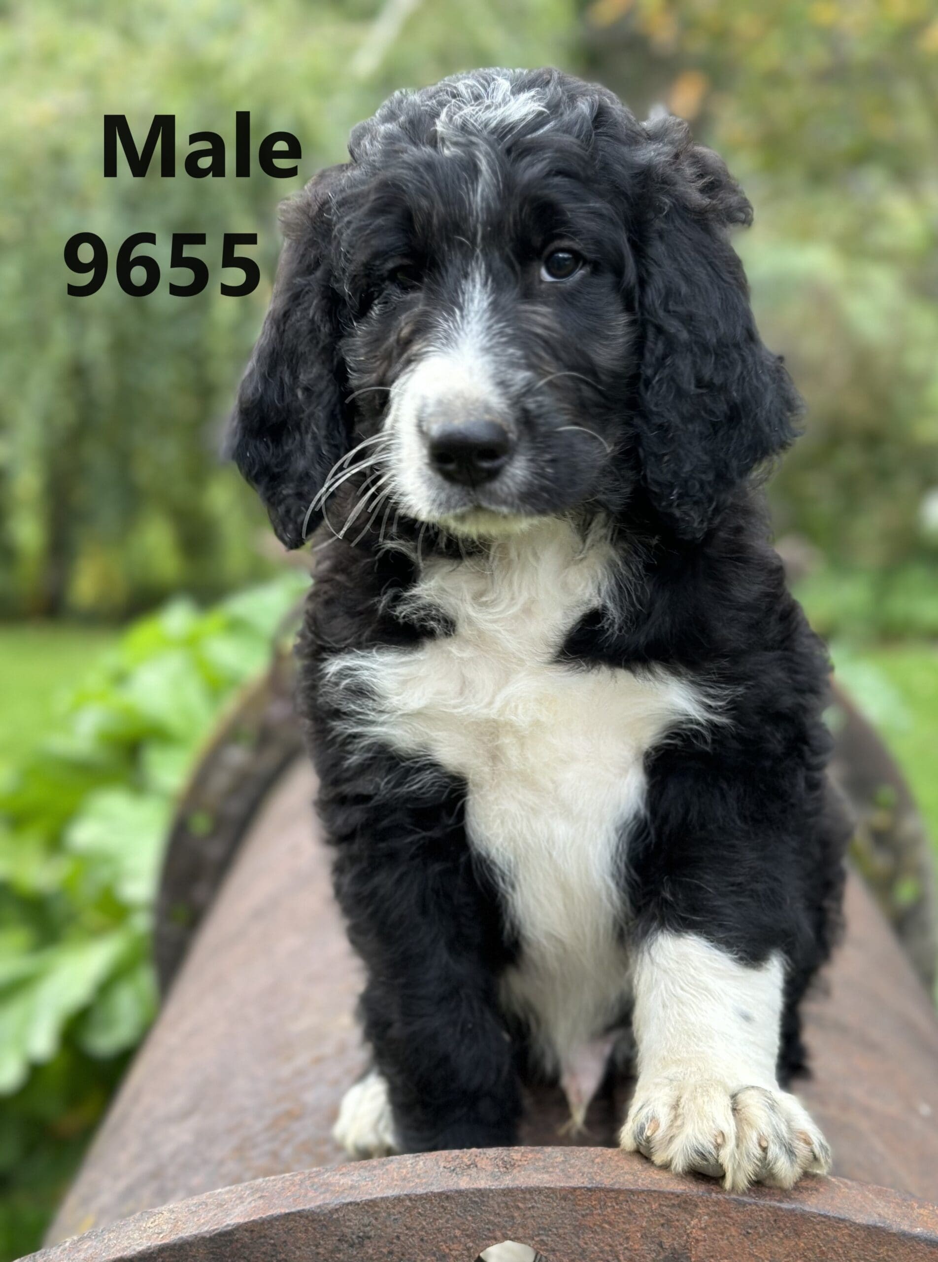 Available Puppies | Valhalla Mountain Kennels