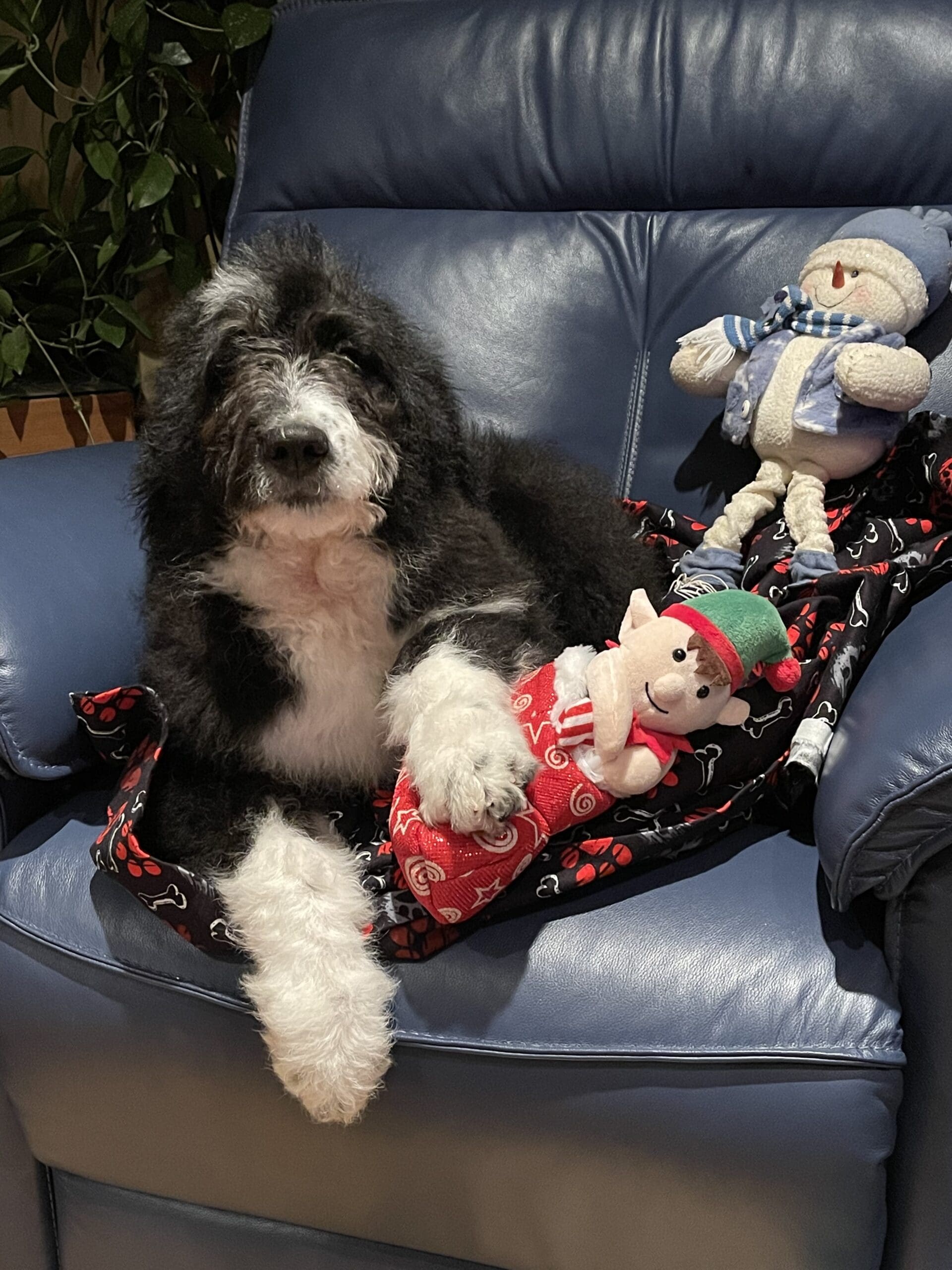 Available Puppies | Valhalla Mountain Kennels
