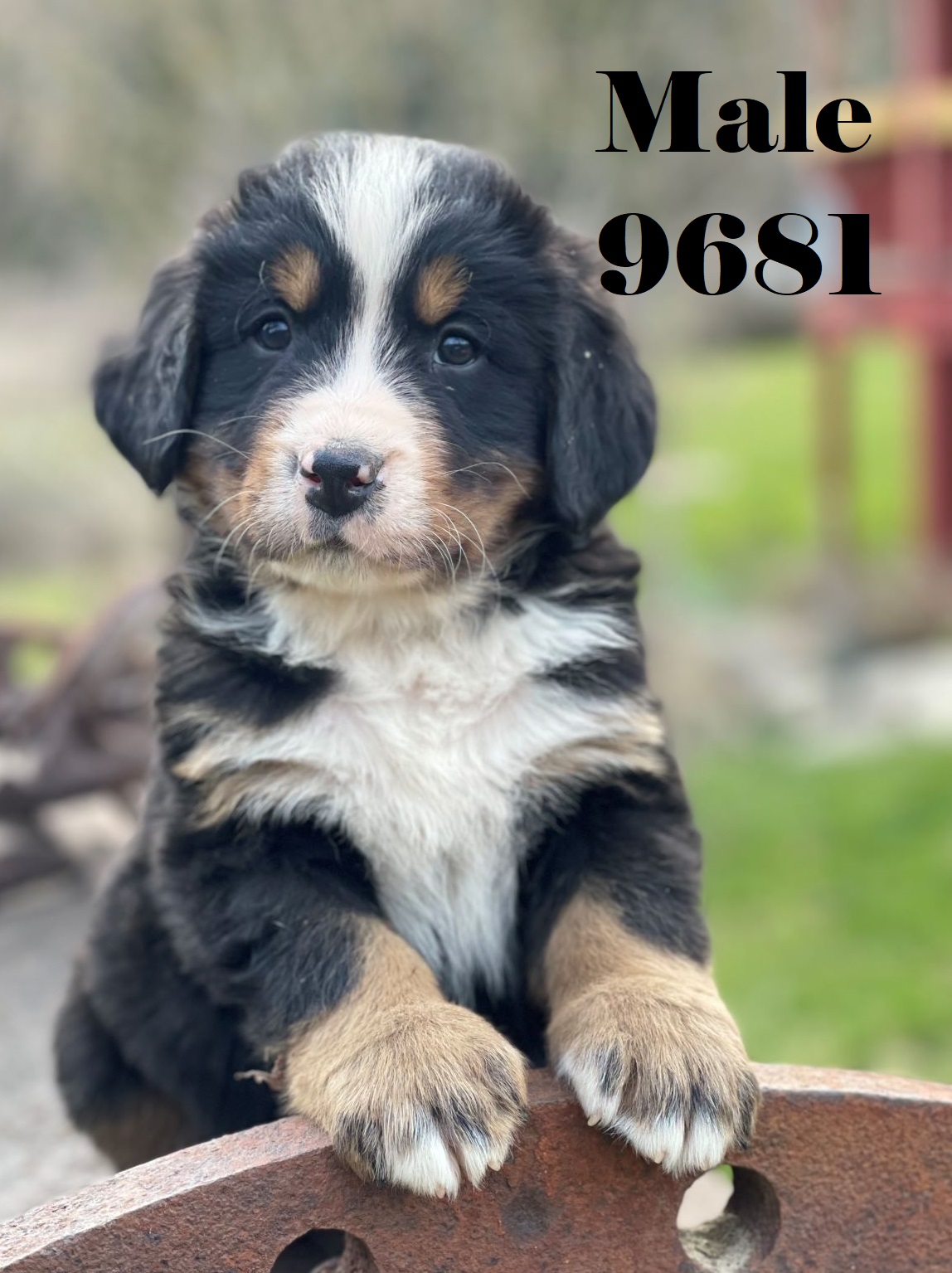 Available Puppies | Valhalla Mountain Kennels