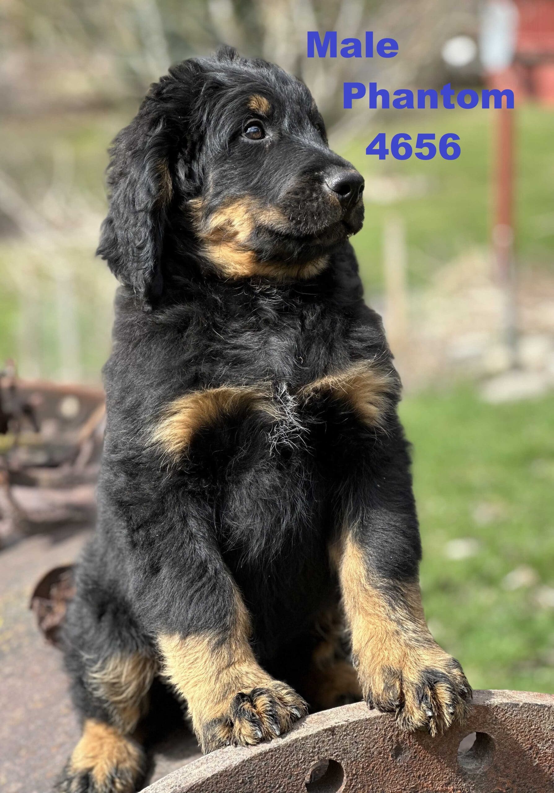 Available Puppies | Valhalla Mountain Kennels